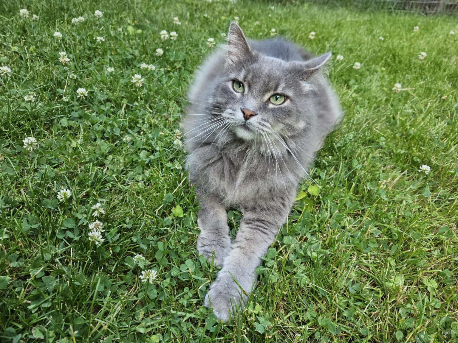 Animals_Terrie Klug_Winona_Georgie the Cat - RTP Company